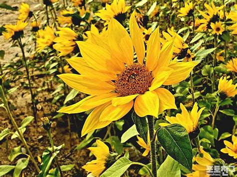 포토친구 키 작은 해바라기