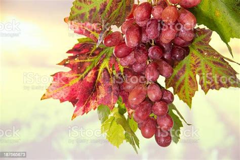 번치 레드 그레이프 퍼플 신호등을 지나 대해 상대방을 속이는 동작 Vinyard 배경기술 가을에 대한 스톡 사진 및 기타 이미지