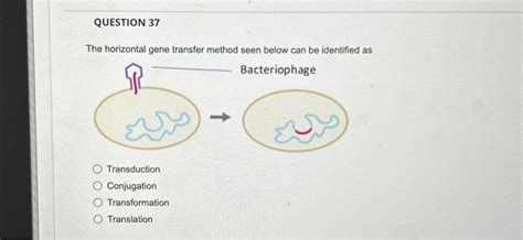 Solved The Horizontal Gene Transfer Method Seen Below Can Be
