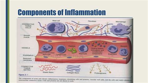 Inflammation And Healing Pptx