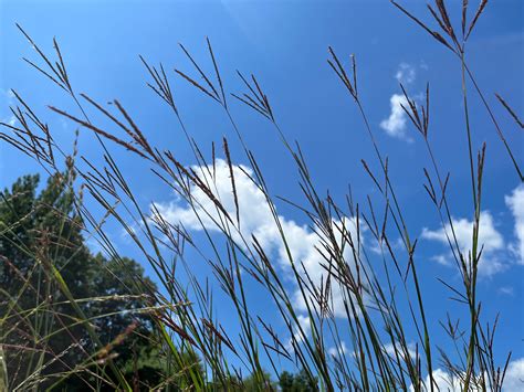 Native Tall Grass Seed Mix Opn Seed