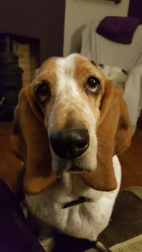14 Amazing Facts About Basset Hounds Artofit