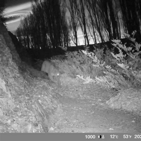 Captan A Un Puma En El Parque Nacional El Leoncito
