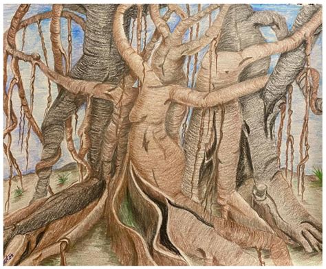 Bearded Fig Tree A Symbol Of Struggle And Survival By Elizabeth Best