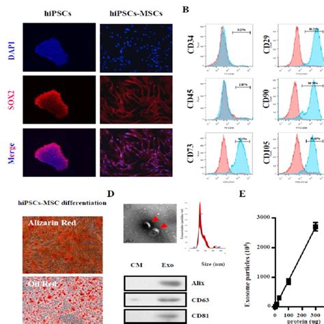The Hepatoprotective Effect Of Hipsc Mscs Derived Exosomes Against