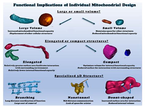 Figure 2 From The Functional Impact Of Mitochondrial Structure Across Subcellular Scales