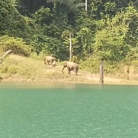 มาจ้าาา ช 🐘 ช้าง เขื่อนเชี่ยวหลาน วังปลาแพนางไพร แพเดอะลากูน่า แพ