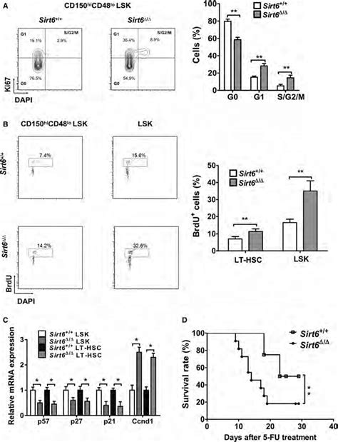 Sirt6 Deletion Results In Hsc Proliferation A Cell Cycle Analysis Of