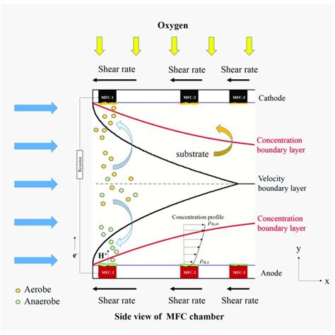 The Schematic Diagram Of Hydrodynamic Boundary Layer In The Mfcs
