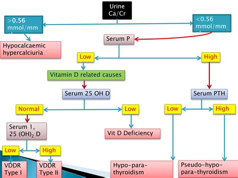 Calcium Metabolism And Disorders Pptx