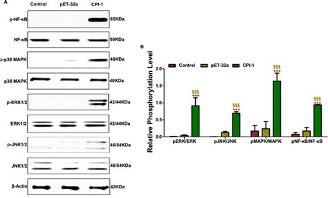 Western Blotting Detected The Activation Of The Mapk And Nf κb