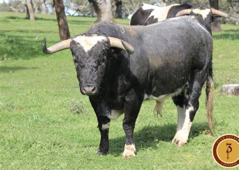 Los novillos de Barcial y Paloma Sánchez Rico para San Agustín