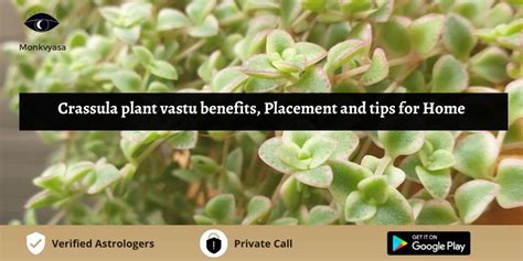 Crassula Plant Vastu Benefits Placement And Tips For Home Monkvyasa