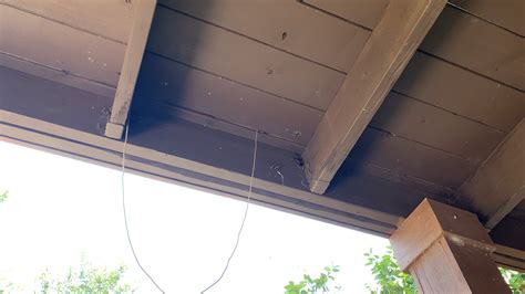 What Kind Of Flying Stingy Bug Is This Larger Than A Hornet But Makes