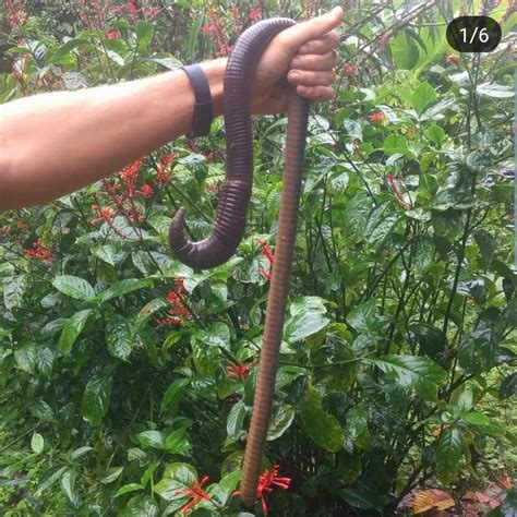 Caught The Biggest Earthworm Ive Ever Seen Yesterday Ar15 Com