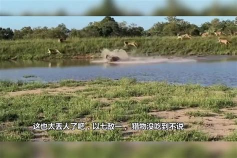 这是见过最窝囊的狮子被角马揍得不敢还手狮子大哥留点面子 狮子 角马 大哥