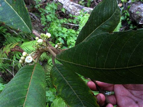 Saurauia Benguetensis Actinidiaceae
