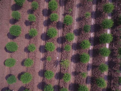 How To Use The Trees Model Annotation Object Detection Api