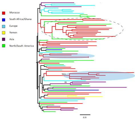hiv 1b maximum likelihood ml trees the ml tree includes hiv 1b