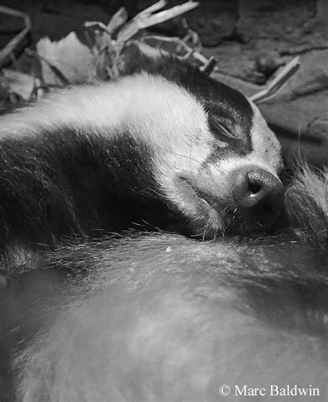 European Badger Activity Wildlife Online