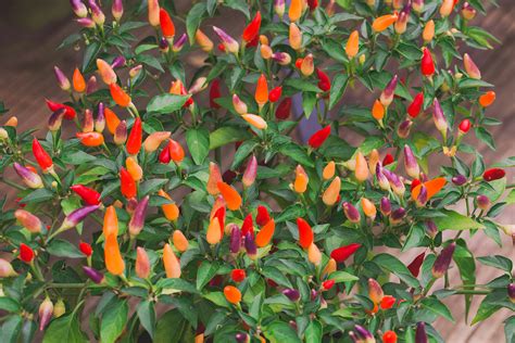 Numex Twilight Chilli Plant — The Culmstock Chilli Co