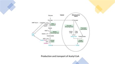 Biosynthesis Of Fatty Acid Pptx