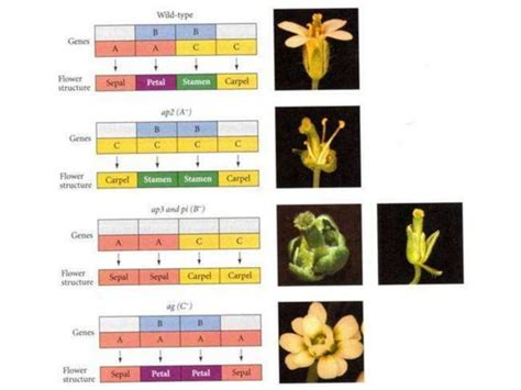 Floral Induction And Development Genetic And Molecular Analysis Pptx Gardening Home And Garden