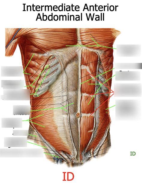 Intermediate Anterior Abdominal Wall Diagram Quizlet