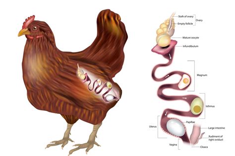 How Do Chickens Mate Chicken Mating Explained