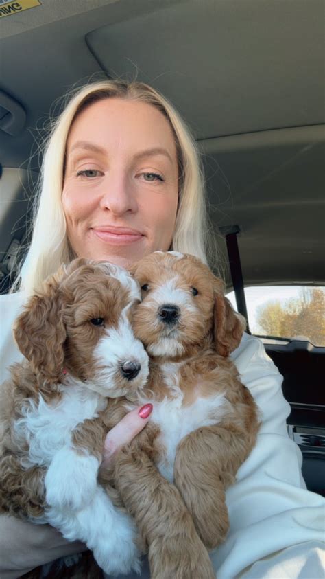 Candace Dietz Artisan Doodles Goldendoodle Breeder Car Rides Are