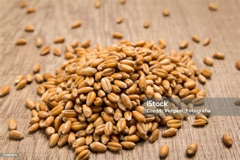 밀 곡물 곡물입니다 나무 테이블에 곡물의 더미입니다 선택적 초점입니다 0명에 대한 스톡 사진 및 기타 이미지 0명 개체