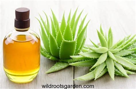Aloe Vera And Castor Oil Natural Remedies For Health And Beauty