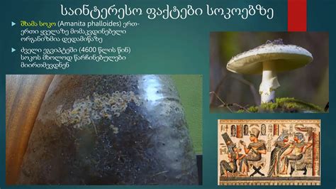 Interesting Presentation About Mushrooms Pptx