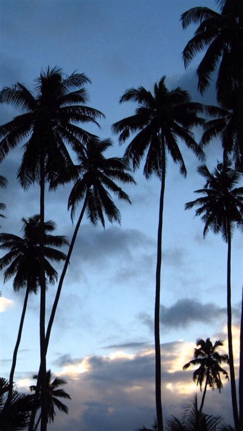 IPhone Lock Screen Palm Trees Tumblr Palm Trees Wallpaper Palm Trees