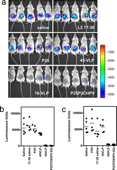 Protection Against Heterologous Human Papillomavirus Challenge By A
