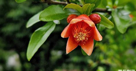 포토친구 석류꽃