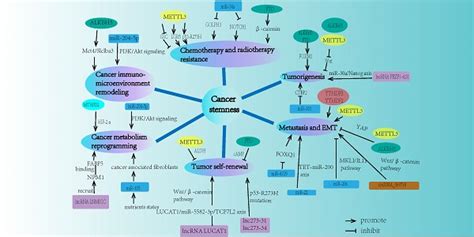The Interplay Between M A Modification And Non Coding Rna In Cancer