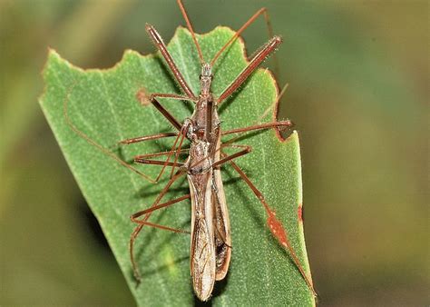 Long Assassin Bug Australcmena Lineativentris