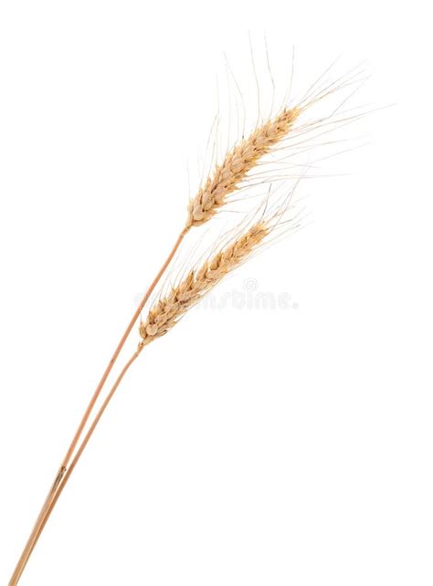 Wheat Bunch On White Stock Image Image Of Season Grain 136085987