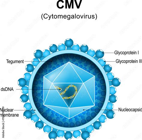 Cytomegalovirus Cmv Structure Close Up Of A Virion Anatomy Stock