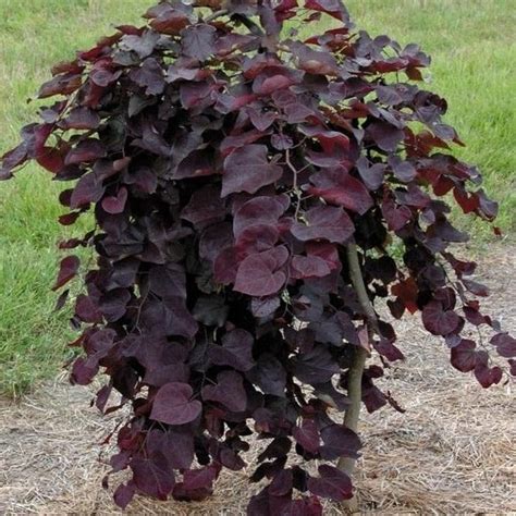 Ruby Falls Redbud