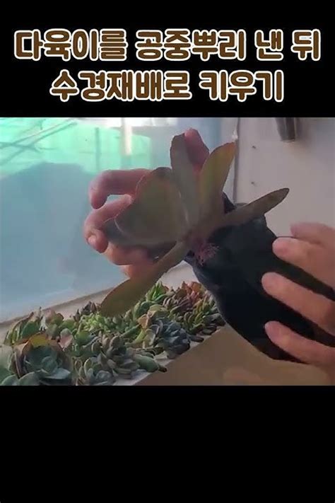 다육이 물에서 키우기 수경재배 플랜테리어 Shorts 매장 02 742 6660 Youtube