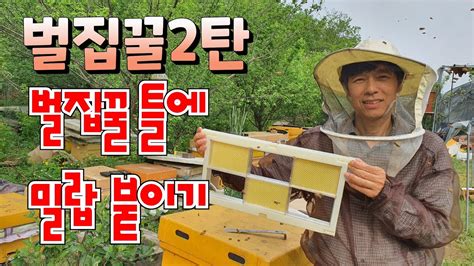 벌집꿀2탄 맛있는 꿀 아까시꿀 진한 숙성 벌집꿀 생산을 위해 벌집꿀 기초 밀랍 작업을 했어요 Youtube