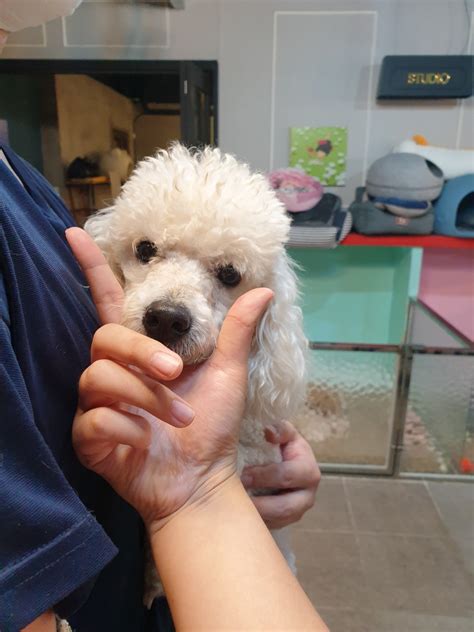 푸들 푸딩이 강아지 책임분양 ♥ 아이조아 유기방지입양 파양 강아지보호소 고양이보호소 무료분양센터