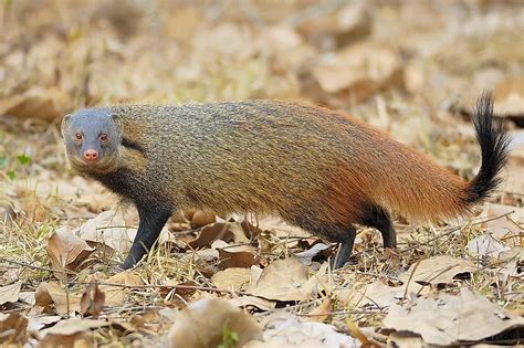 Mongoose Vs Cobra Who Would Win Worldatlas