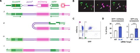 Figure 4 From Human Cell Assays For Synthesis Dependent Strand