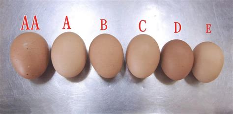 Chicken Egg Washing And Sorting Machine Egg Washer Grader Egg Printing Sorting Machine