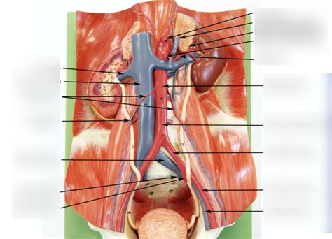Posterior Wall Diagram Quizlet