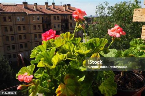 창턱에 분홍색 영역 제라늄 Pelargonium Peltatum은 일반적인 이름 Pelargonium Grandiflorum으로