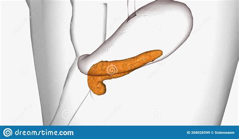 Cystic Fibrosis Is A Genetic Disorder Characterized By Thick Mucus
